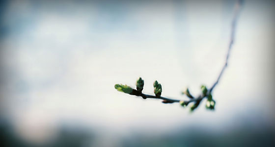 BookBlock: A Content Flip Plugin - Demo 2