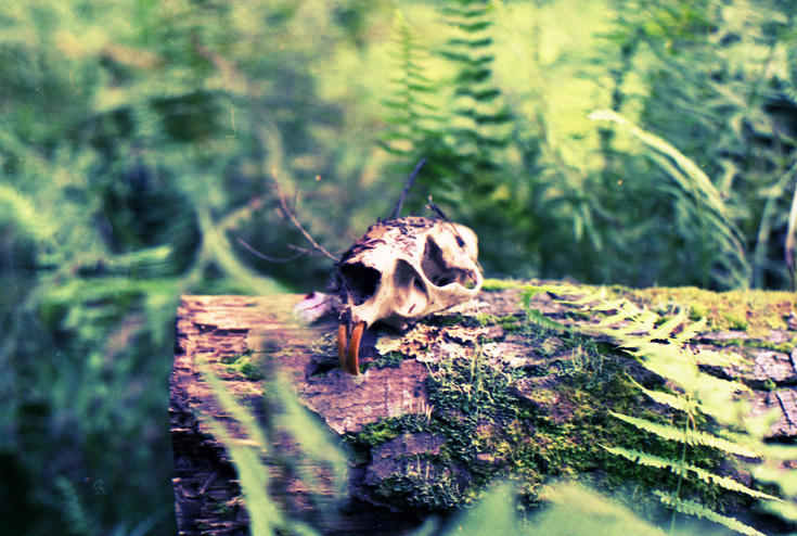 Opacity By Mouse Location Demo